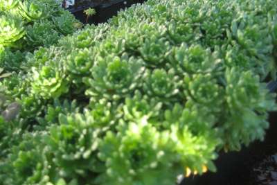 Vertigrow Plant Nursery York | Gardening & Landscaping Supplies